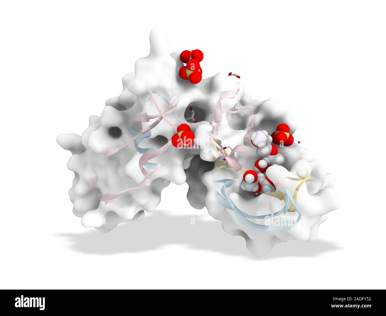 Molecular model showing the structure of an activin A dimer. Activin A ...