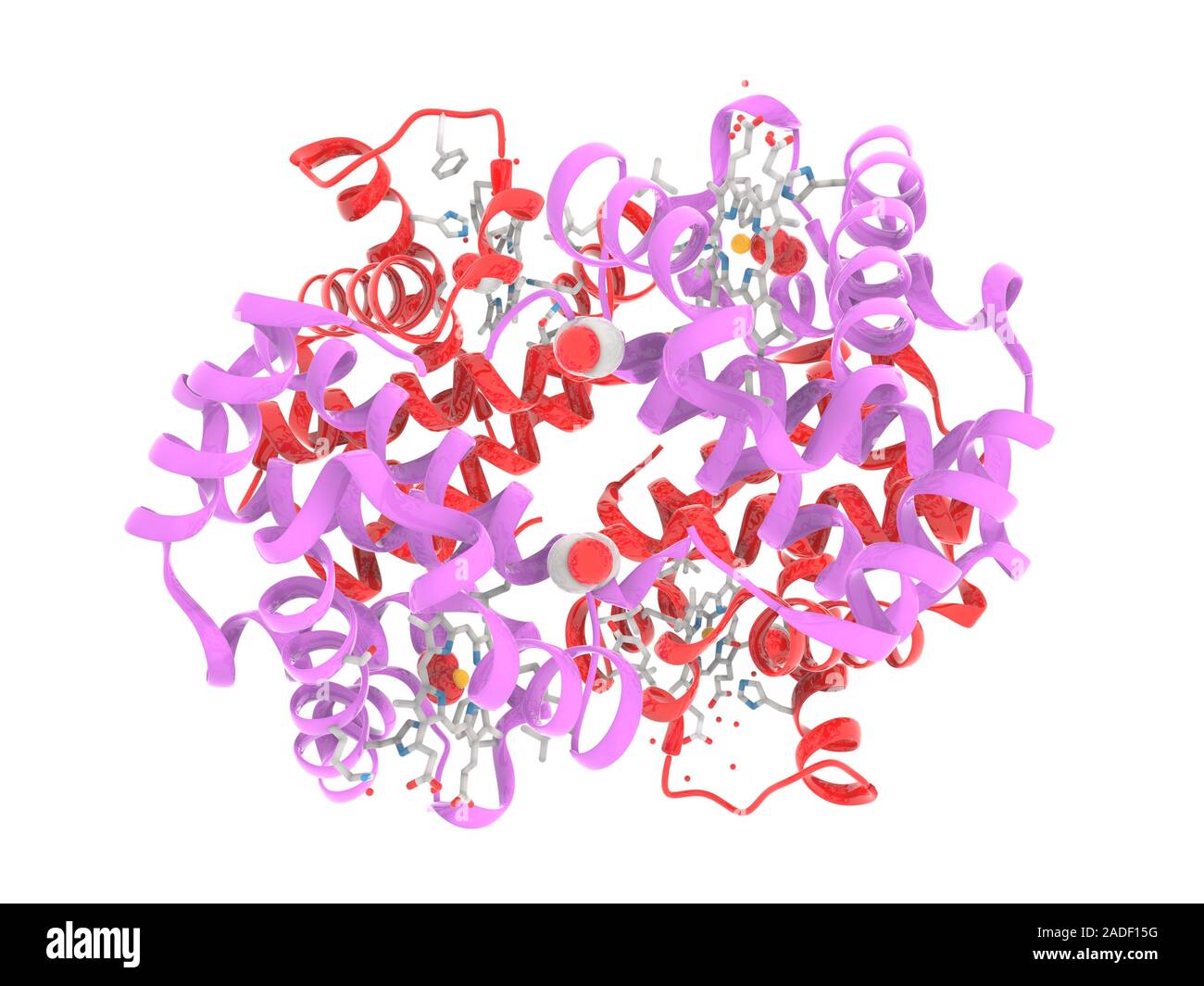 Foetal haemoglobin, molecular model. This protein is composed of two ...