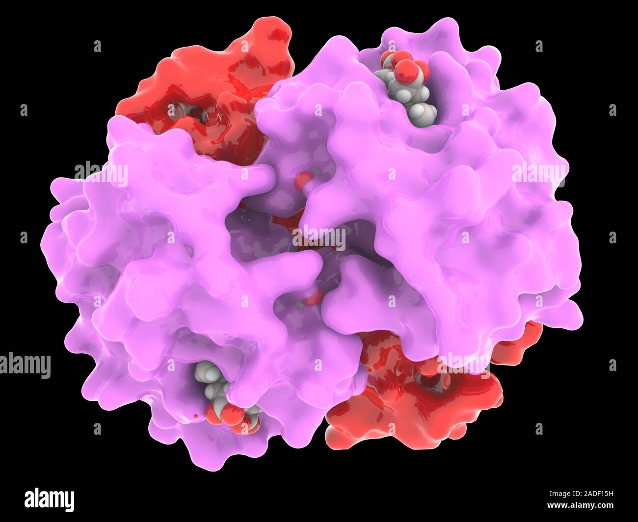 Foetal haemoglobin, molecular model. This protein is composed of two ...
