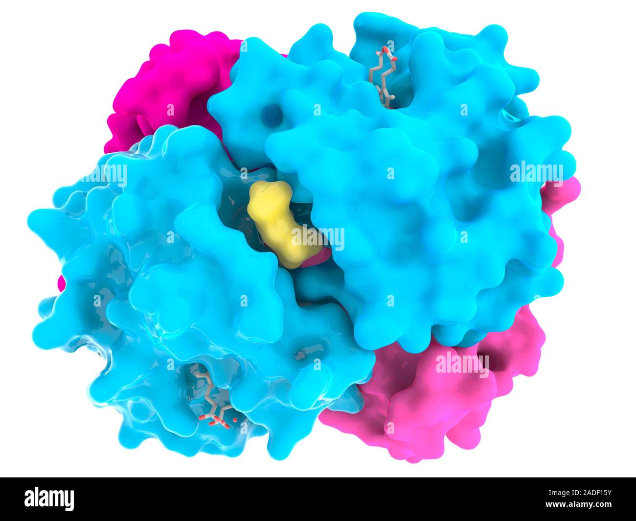 Haemoglobin, molecular model. This protein is composed of two alpha ...