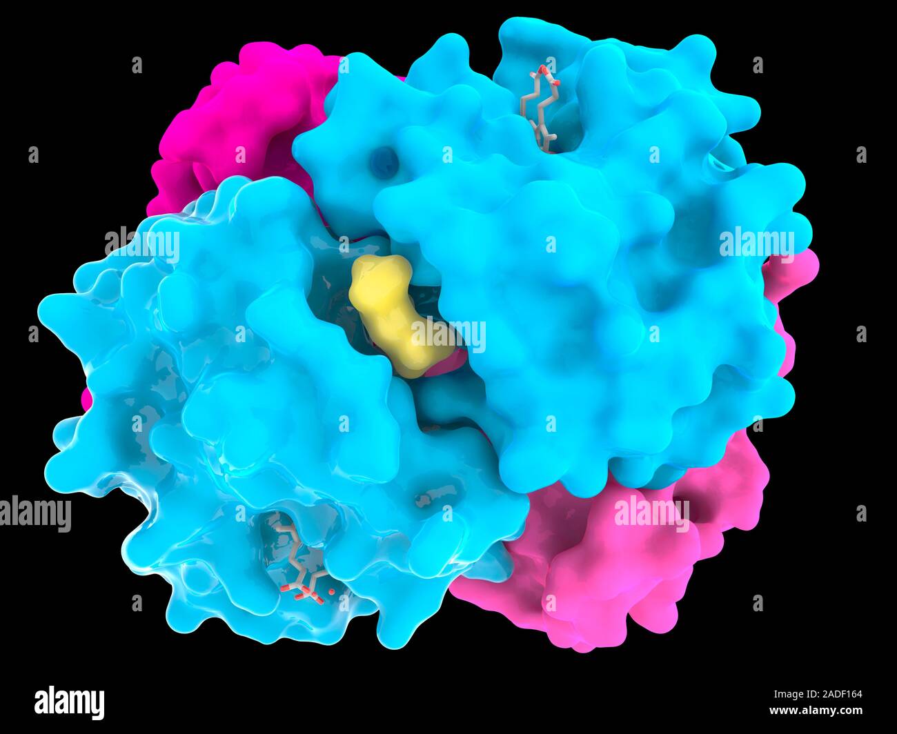 Haemoglobin, molecular model. This protein is composed of two alpha ...