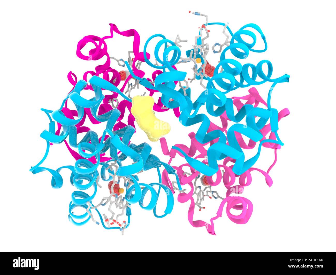 Haemoglobin, molecular model. This protein is composed of two alpha ...