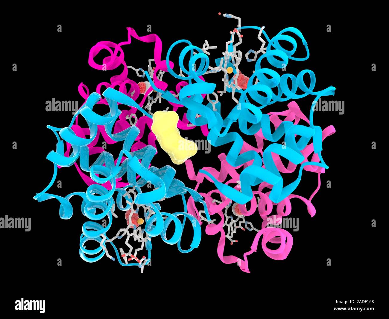 Haemoglobin, molecular model. This protein is composed of two alpha ...