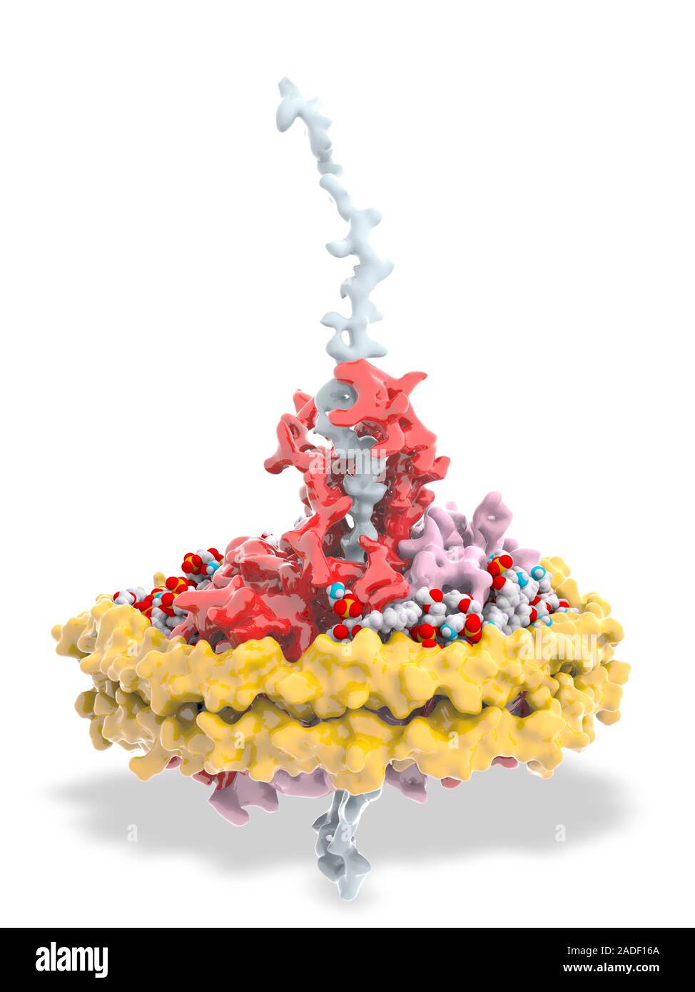 Molecular model of a newly-synthesised protein chain (pale blue) being ...