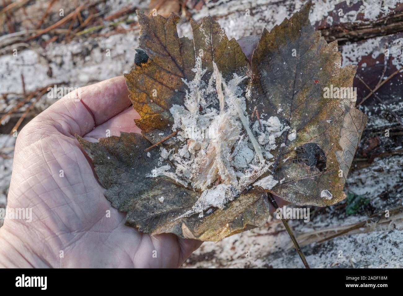 Harvested natural pine resin from storm damaged Monterey Pine / Pinus ...
