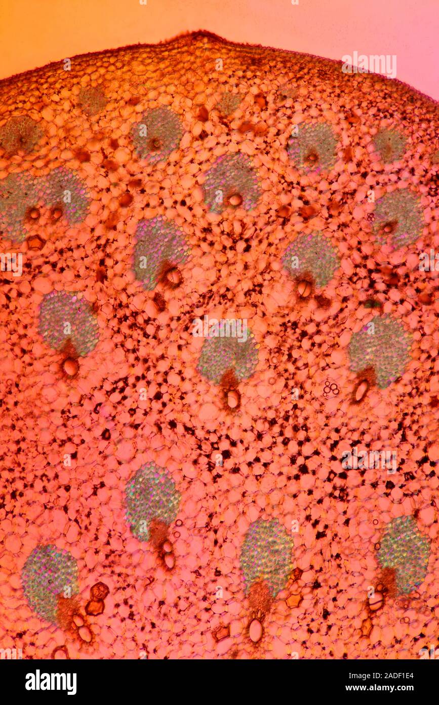 Banana stalk. Polarised light micrograph of a section through vascular ...