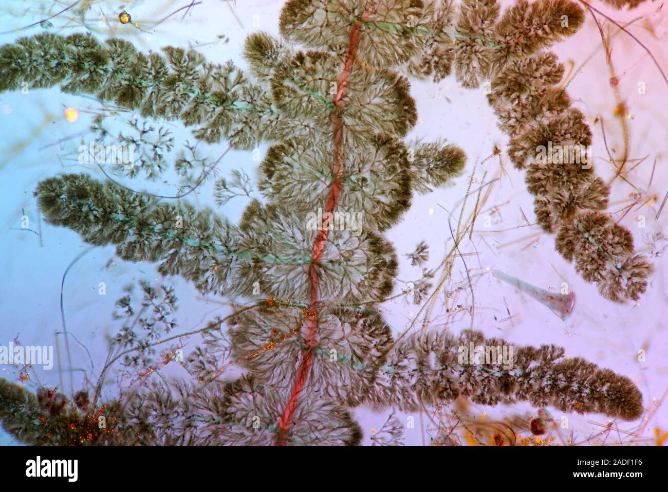 Batrachospermum red algae. Polarised light micrograph of a section ...