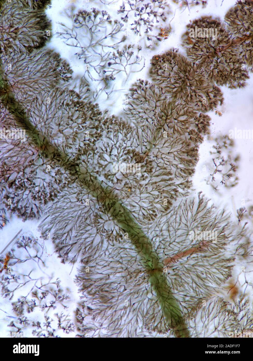 Batrachospermum red algae. Polarised light micrograph of a section ...
