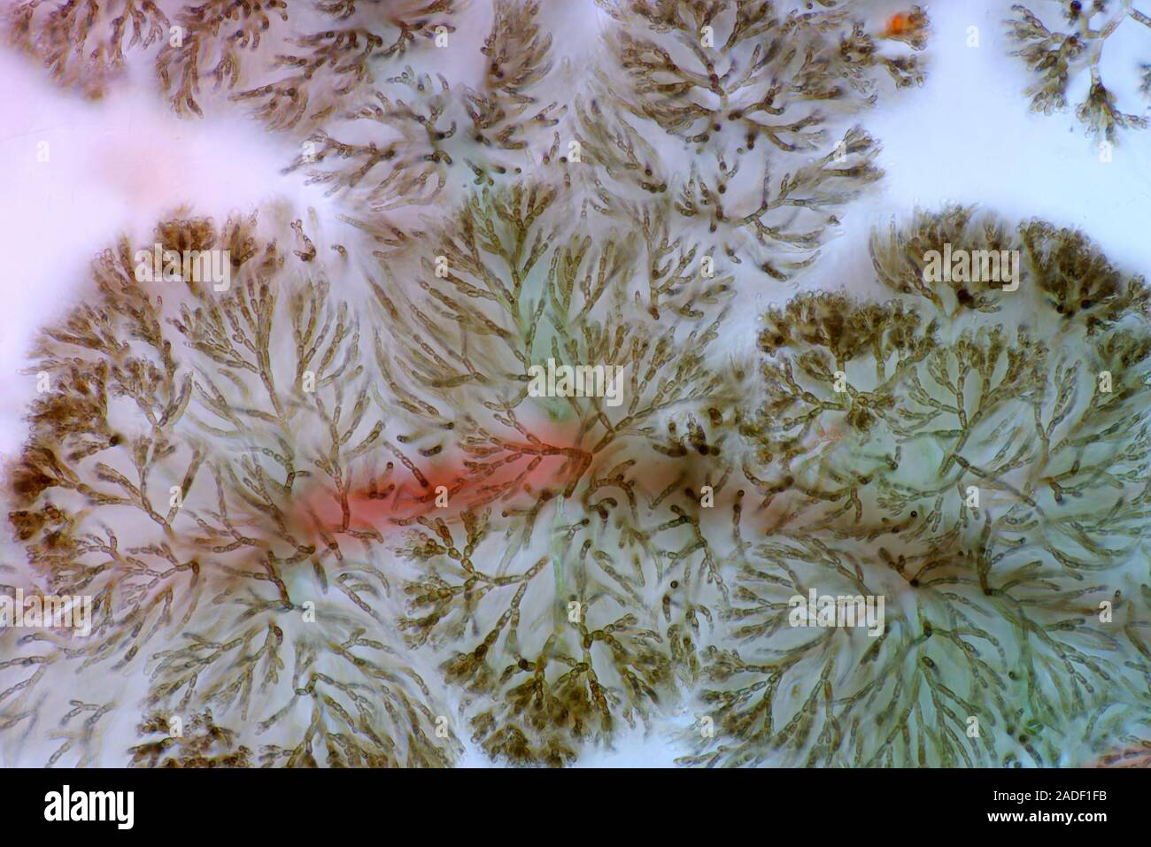Batrachospermum red algae. Polarised light micrograph of a section ...