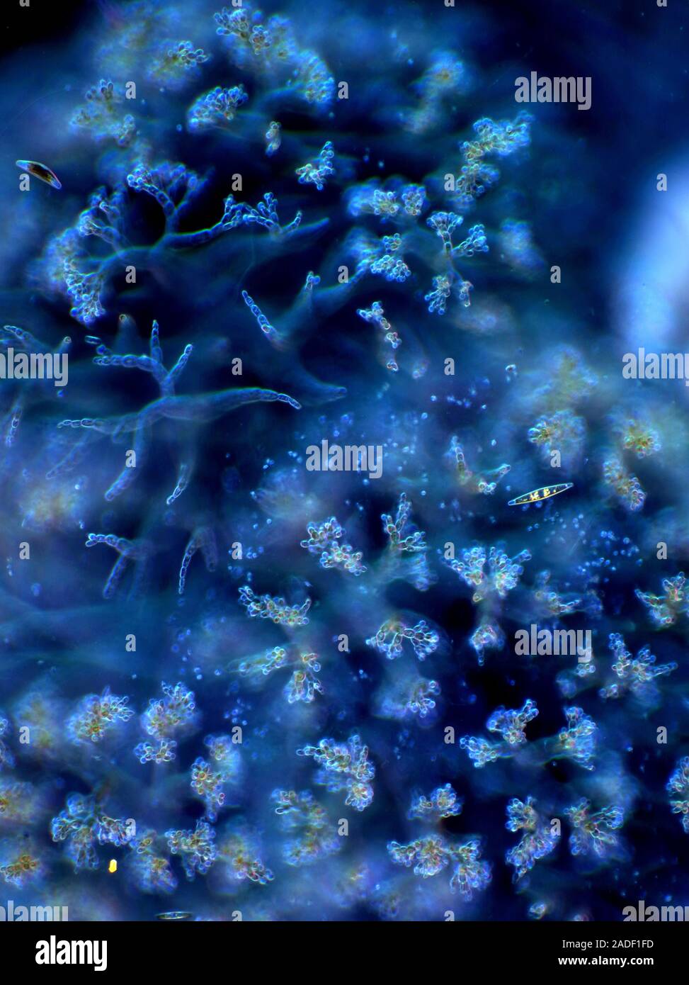 Batrachospermum red algae. Darkfield illuminated polarised light ...