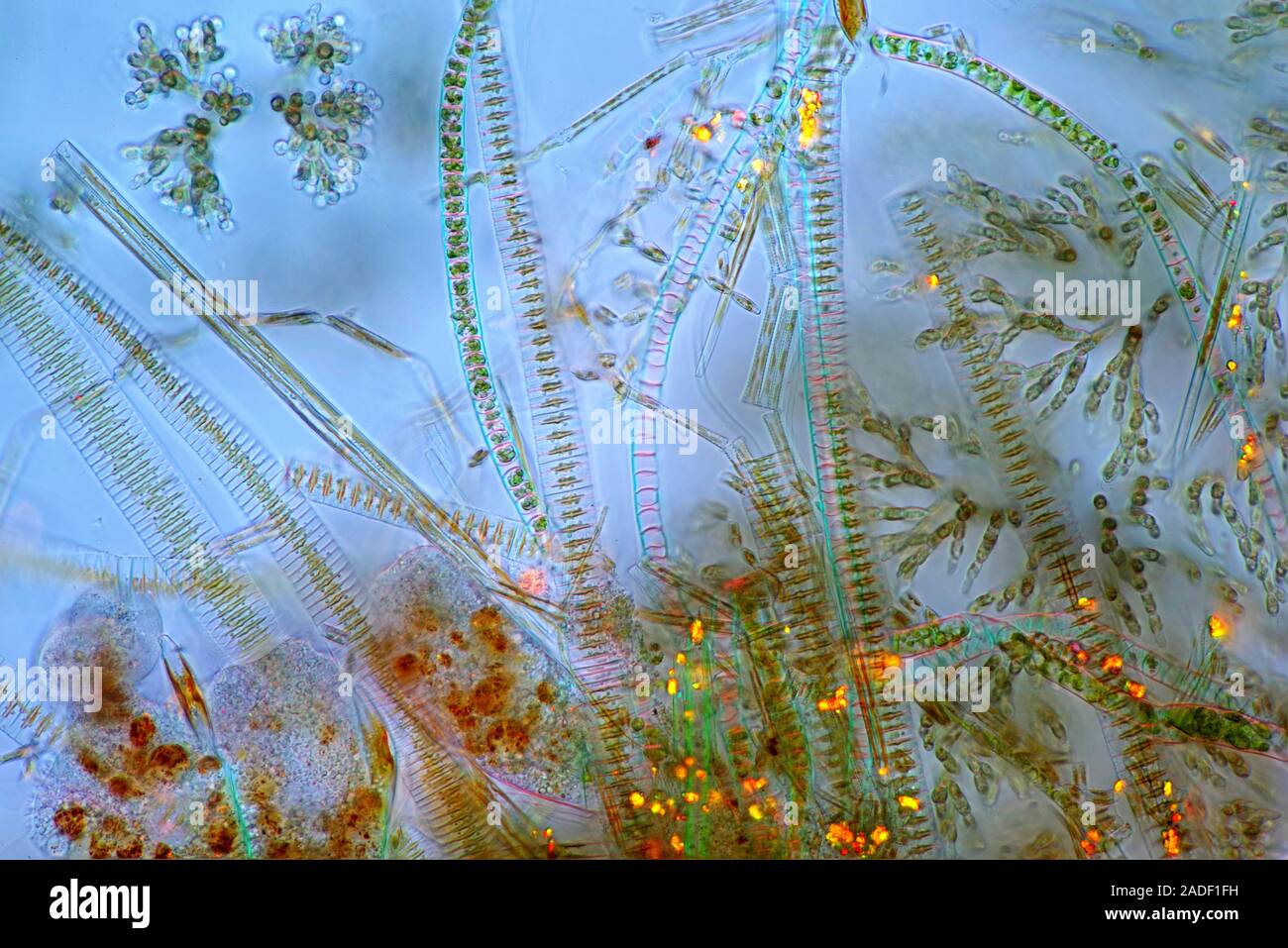 Batrachospermum algae and diatoms. Polarised light micrograph of a ...