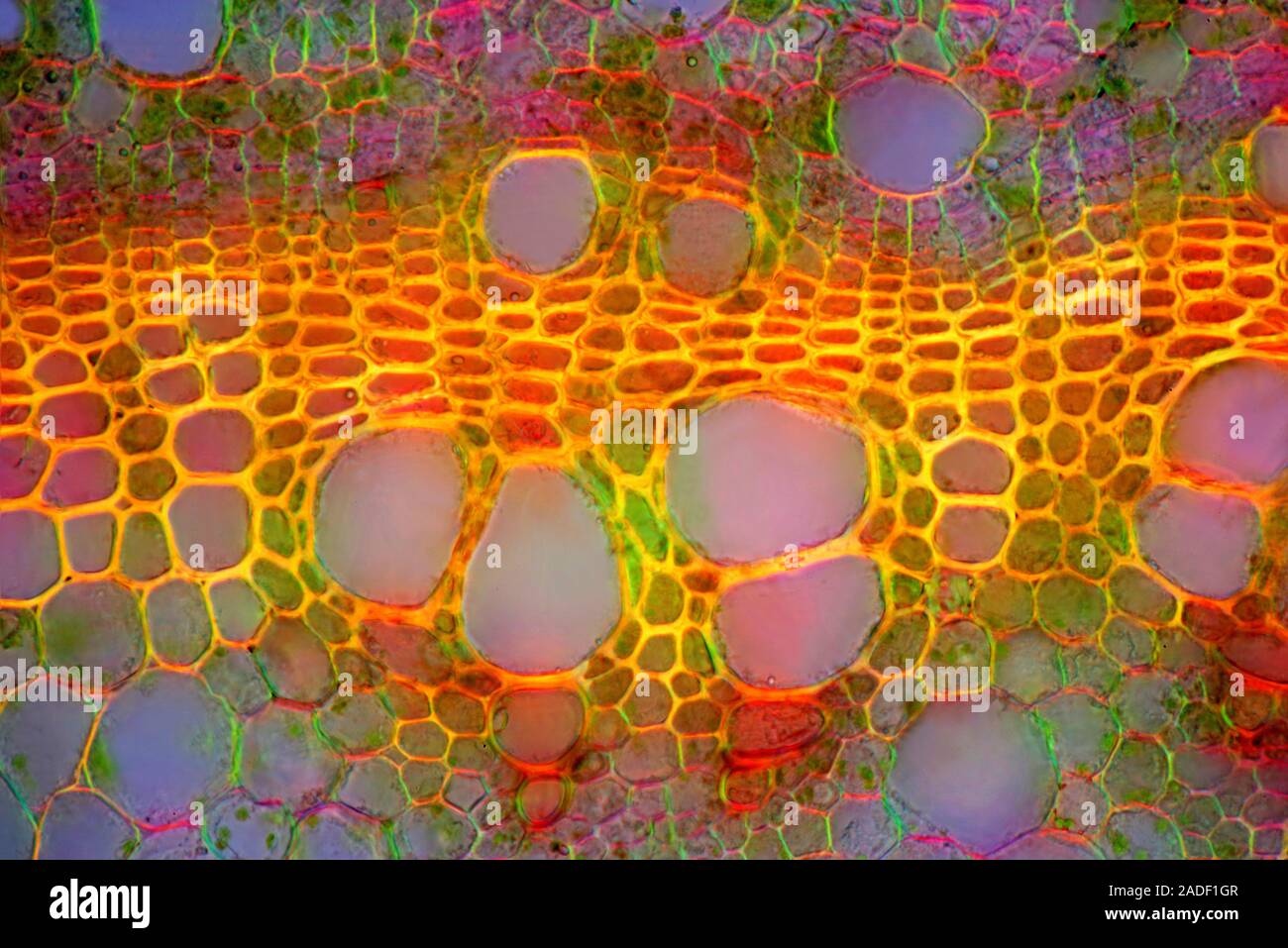 Humulus sp. stalk. Polarised light micrograph of a section through the ...