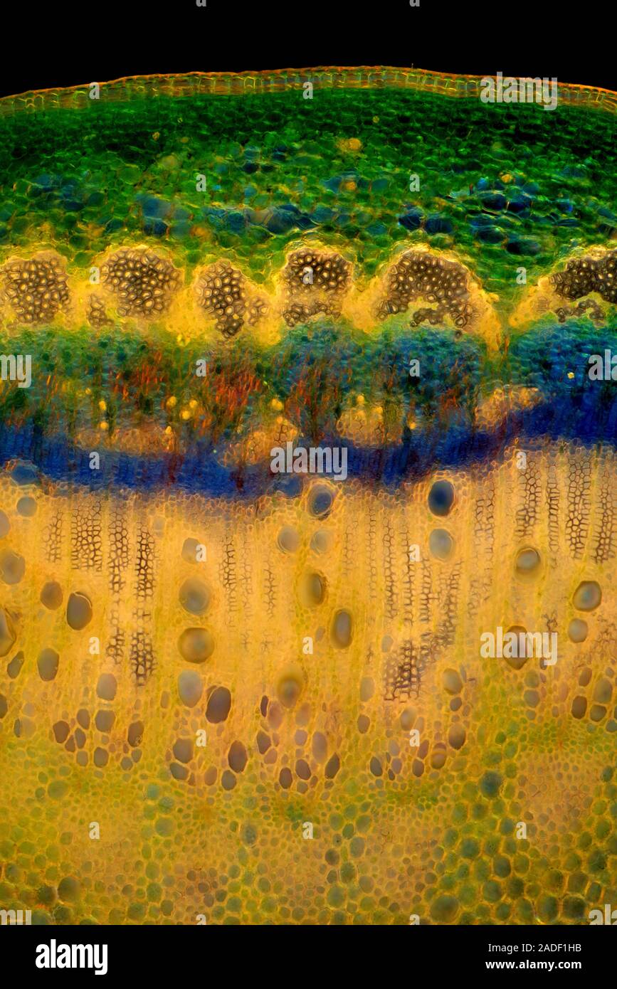 Oak (Quercus sp.) petiole. Darkfield illuminated polarised light ...