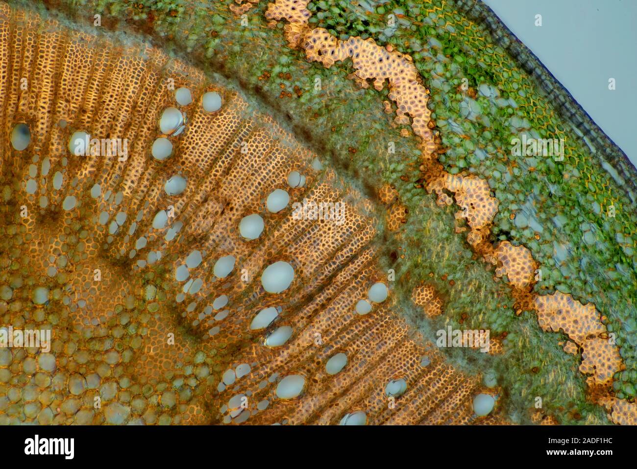 Oak (Quercus sp.) petiole. Darkfield illuminated polarised light ...