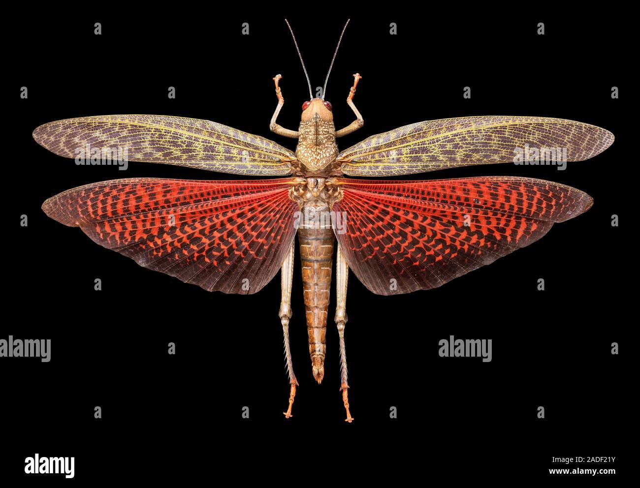 Giant red-winged grasshopper (Tropidacris cristata). This grasshopper ...