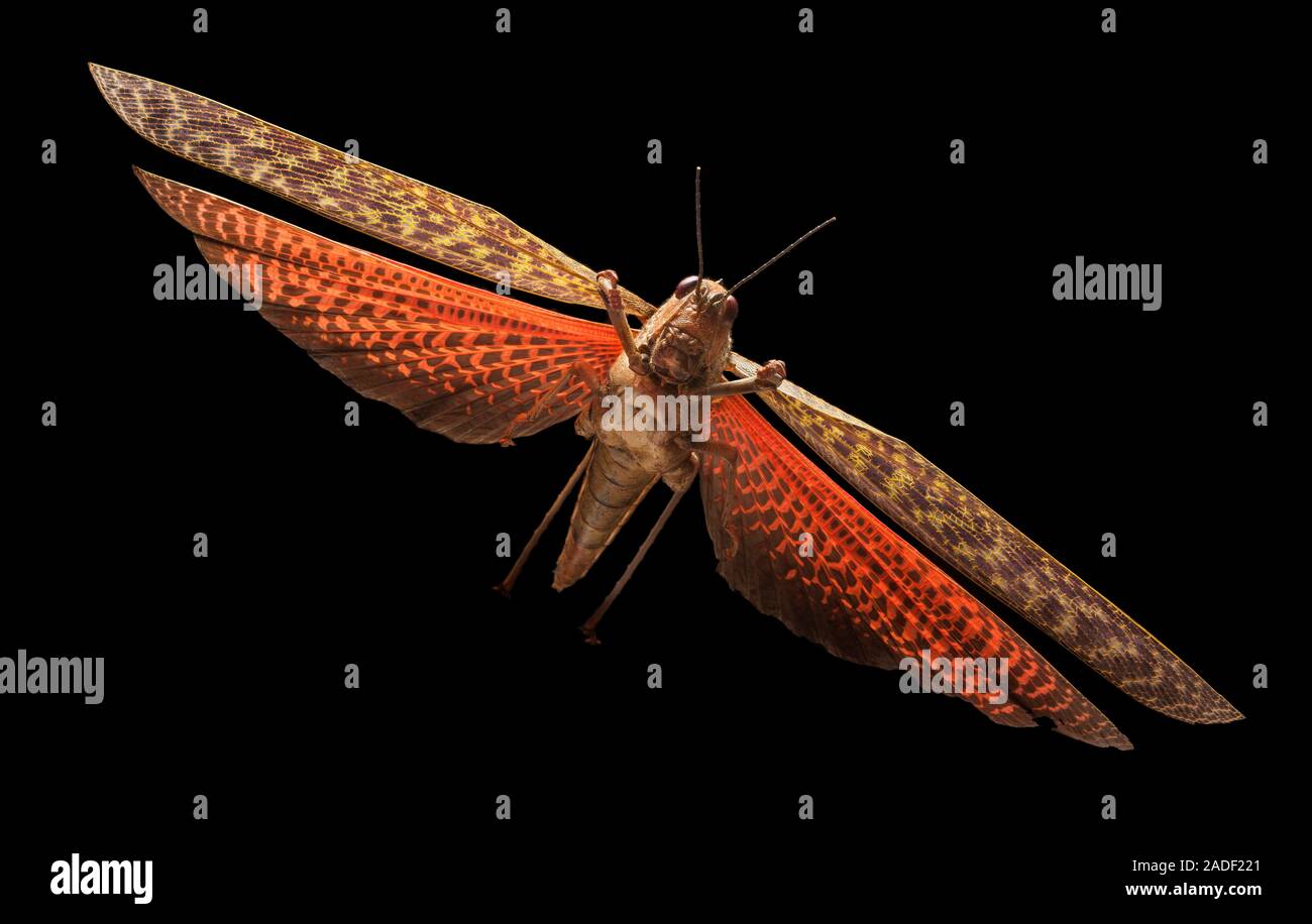 Giant Red Winged Grasshopper Tropidacris Cristata This Grasshopper Has A Wingspan Of Up To