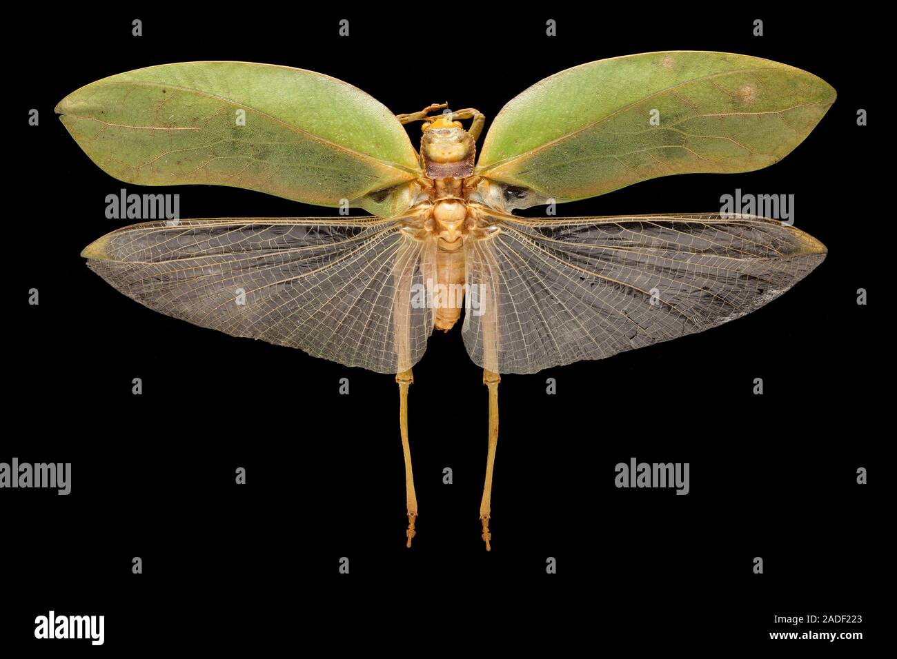 Katydid (Steirodon validum). This species camouflages itself by ...