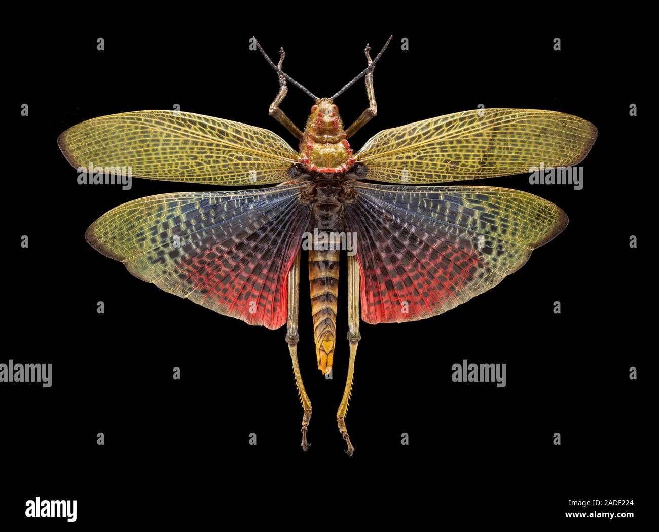 Green milkweed locust (Phymateus viridipes). This milkweed locust is ...