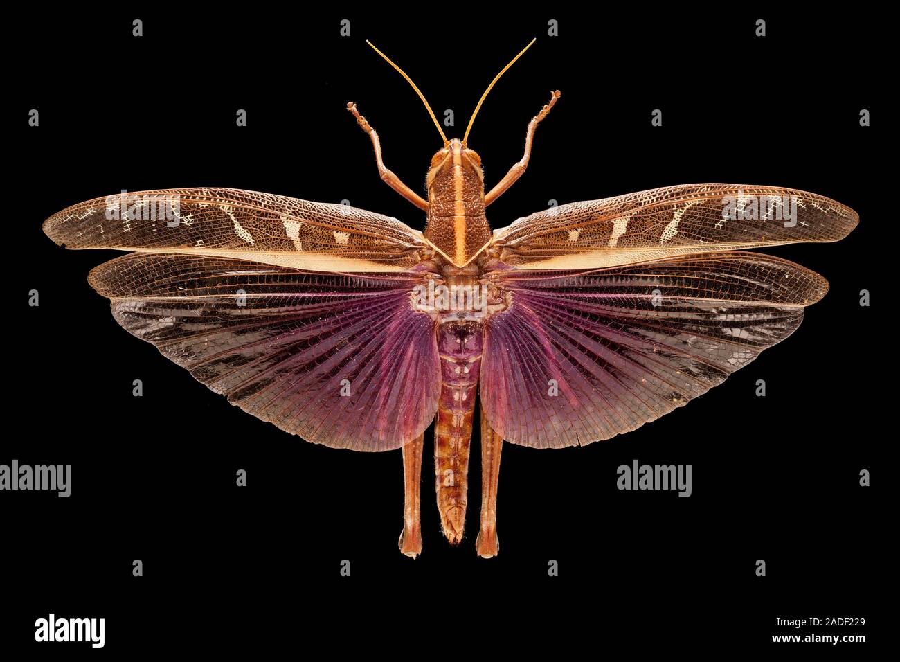 Bird locust (Ornithacris pictula magnifica) with its wings spread. This ...