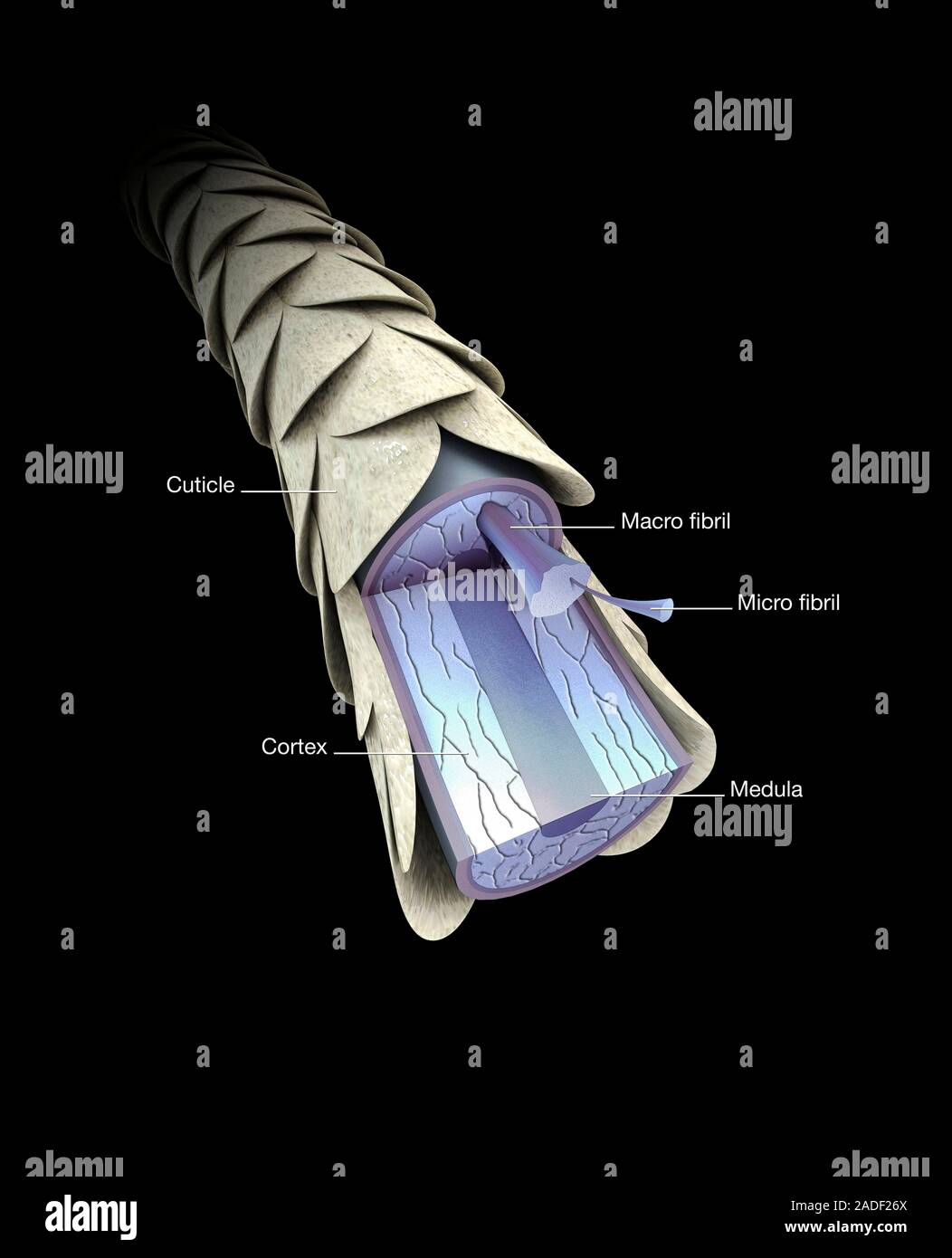 Structure of hair. Illustration of the structure of a strand of hair ...