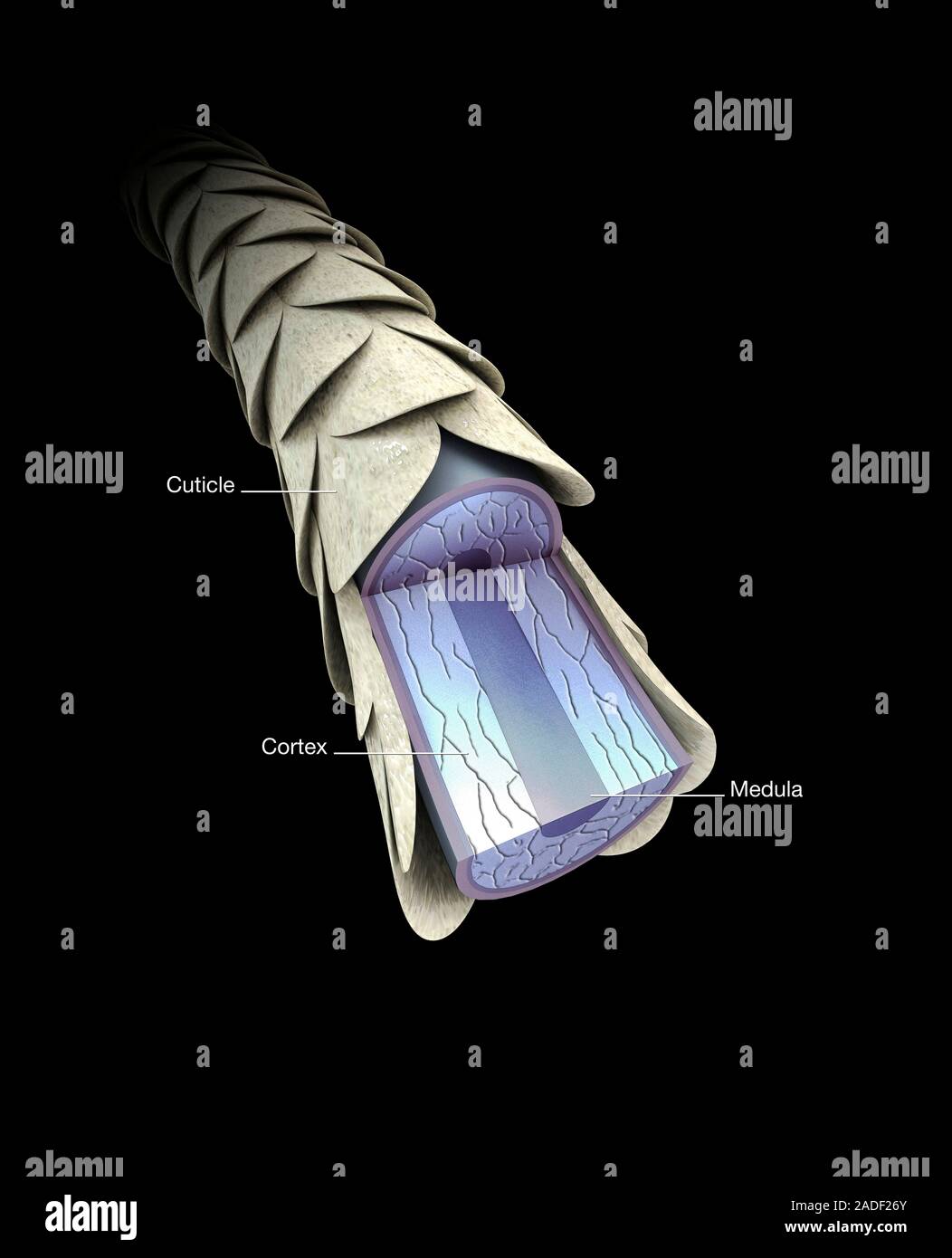 Structure of hair. Illustration of the structure of a strand of hair ...