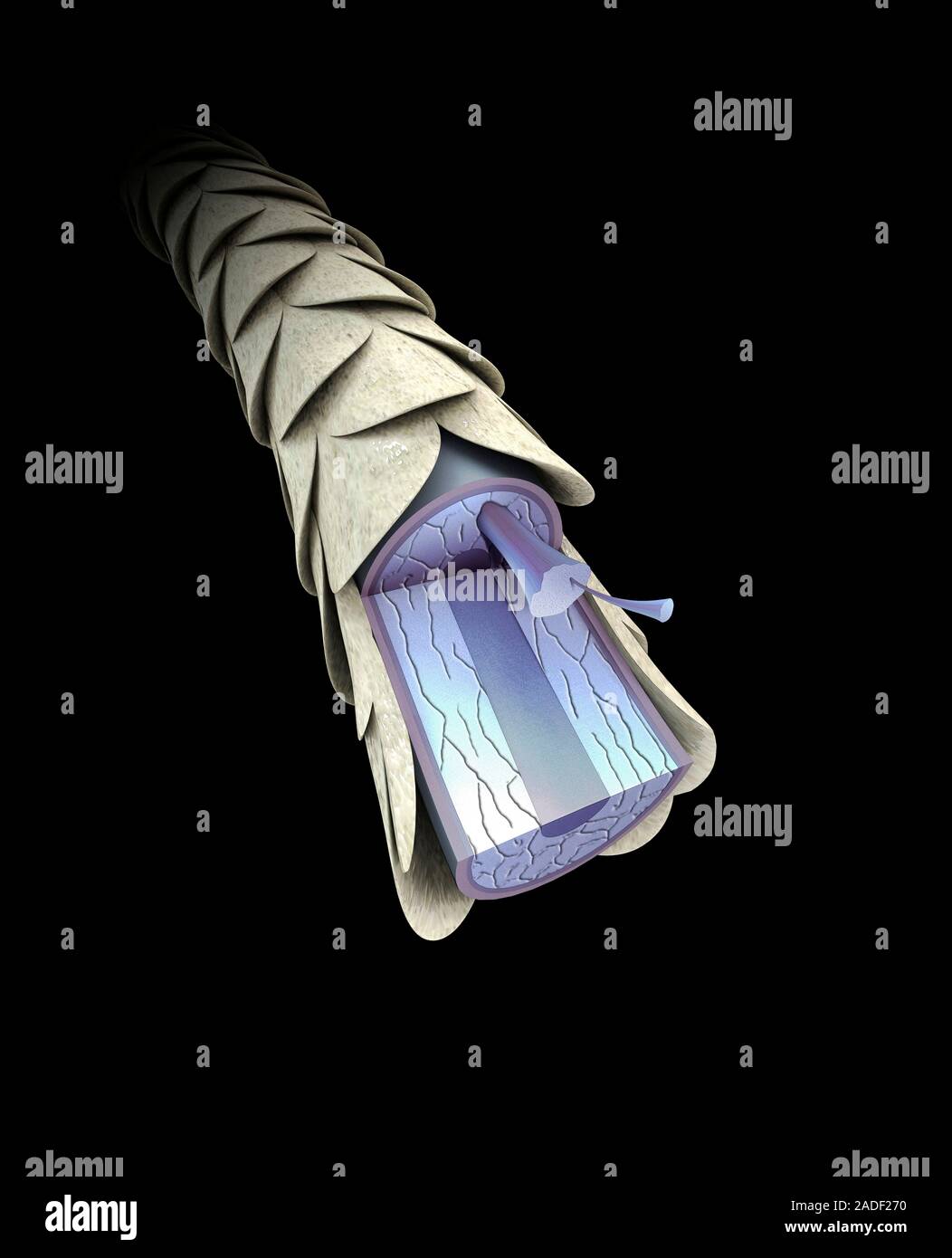 Structure of hair. Illustration of the structure of a strand of hair ...