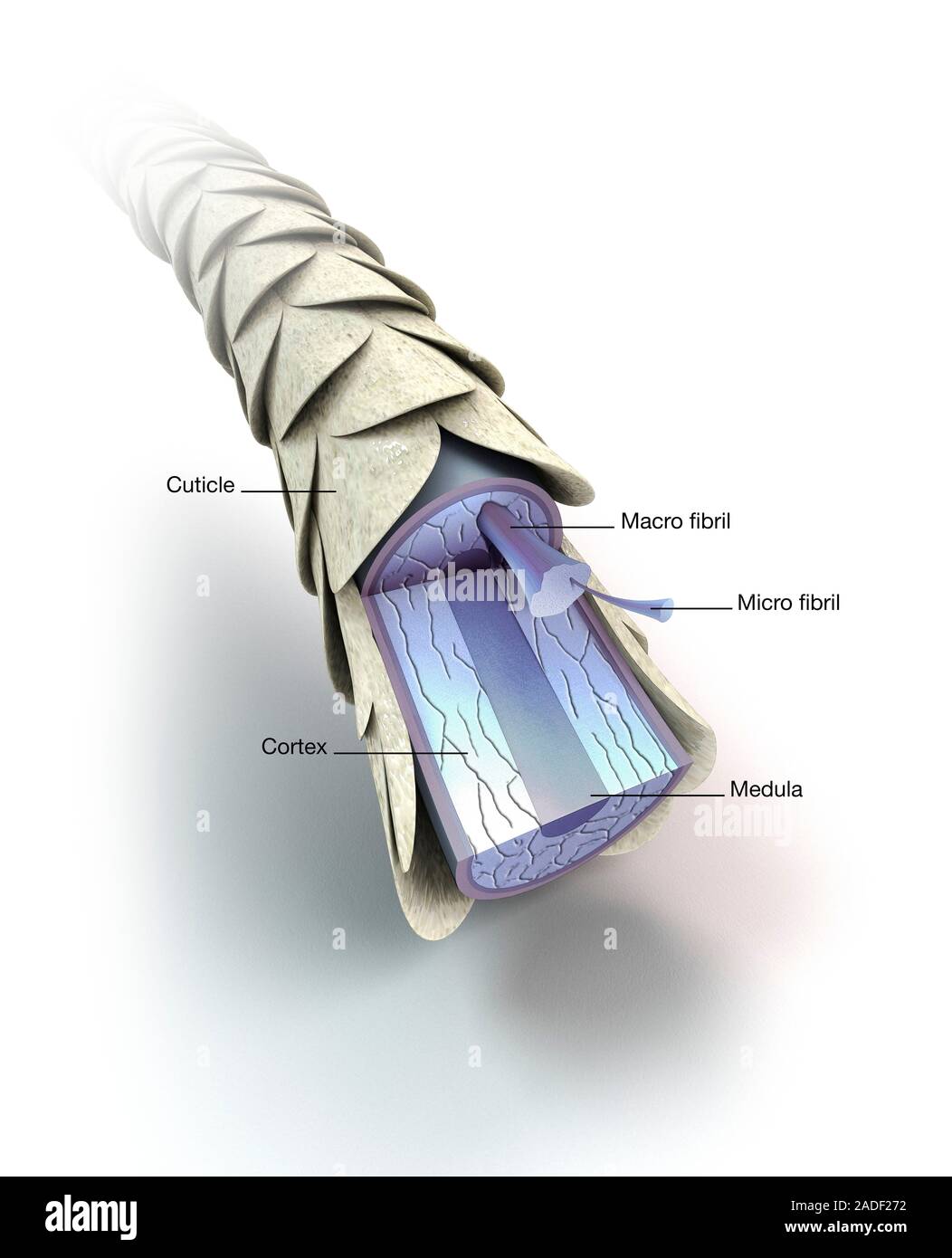 Structure of hair. Illustration of the structure of a strand of hair ...