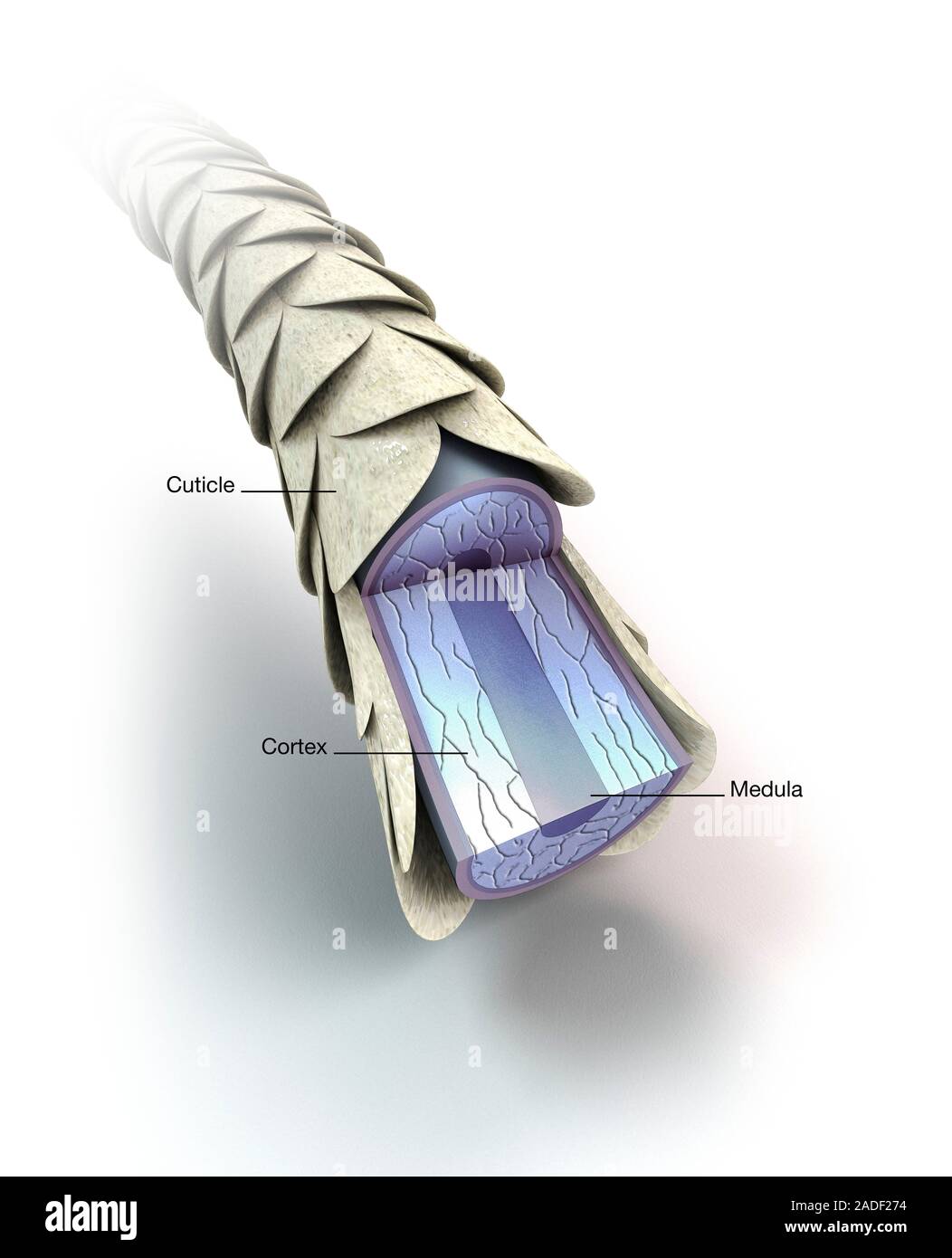 Structure of hair. Illustration of the structure of a strand of hair ...