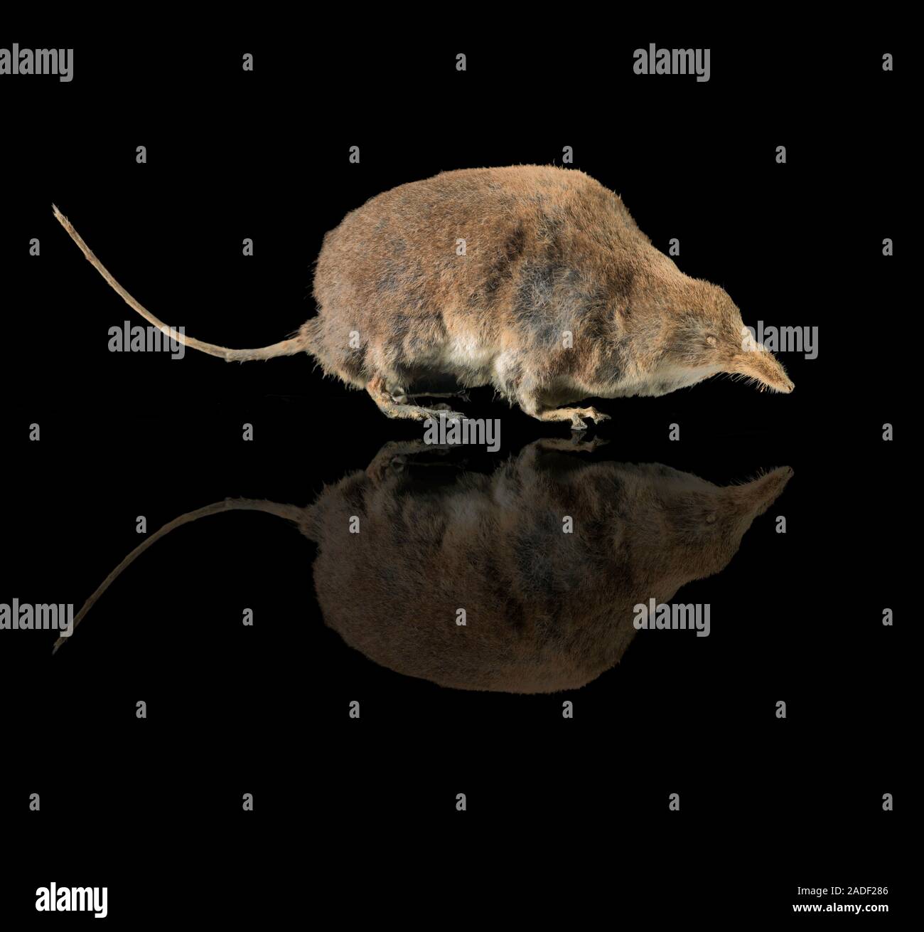 Eurasian water shrew (Neomys fodiens). Like many shrews, the water ...