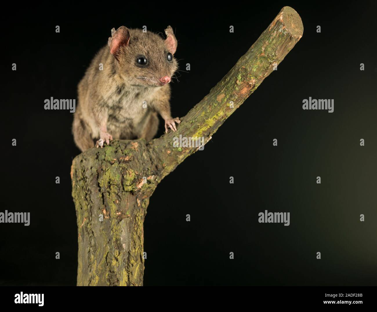 Grey short-tailed opossum (Monodelphis domestica), a small South ...