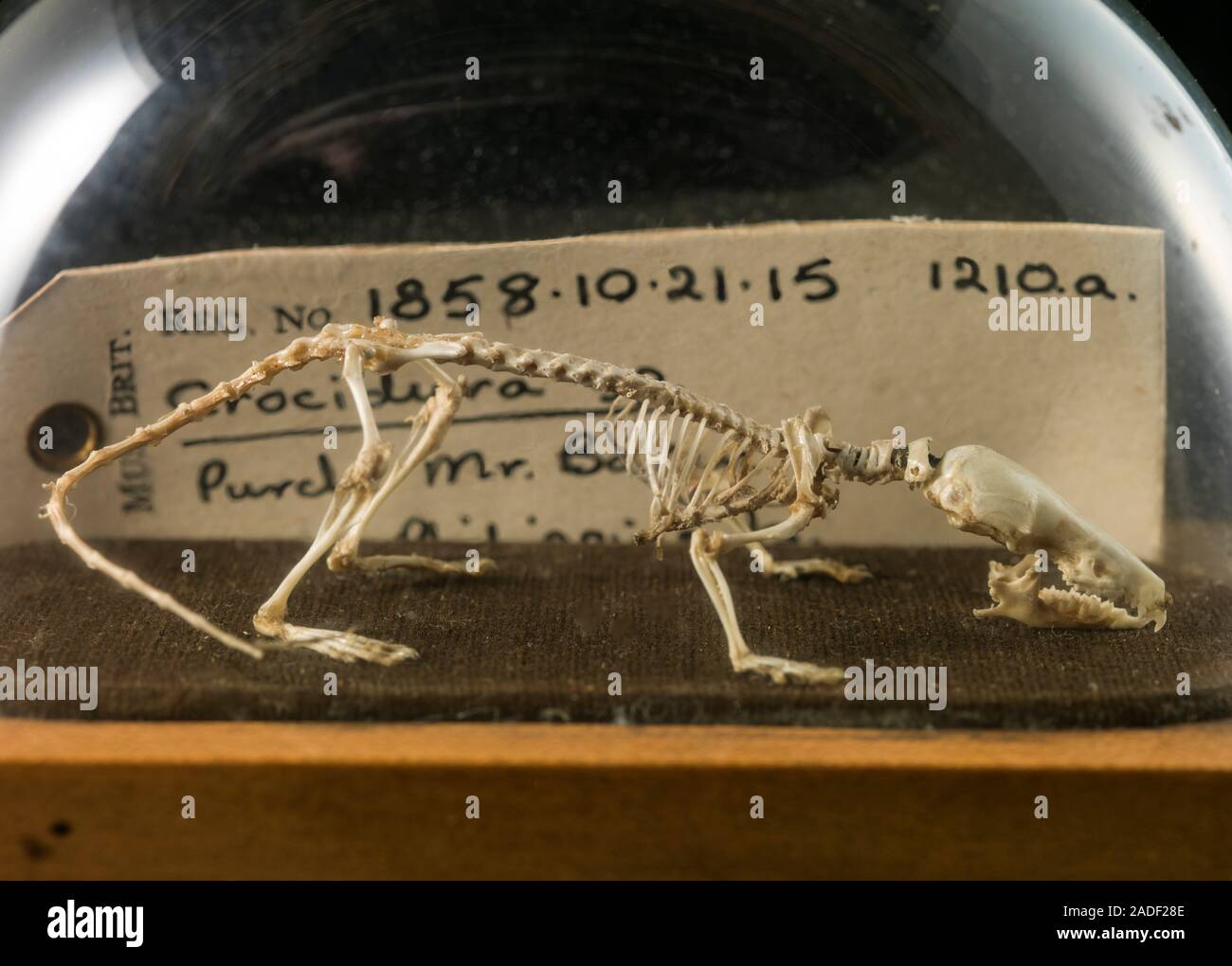 Articulated skeleton of a shrew Stock Photo - Alamy
