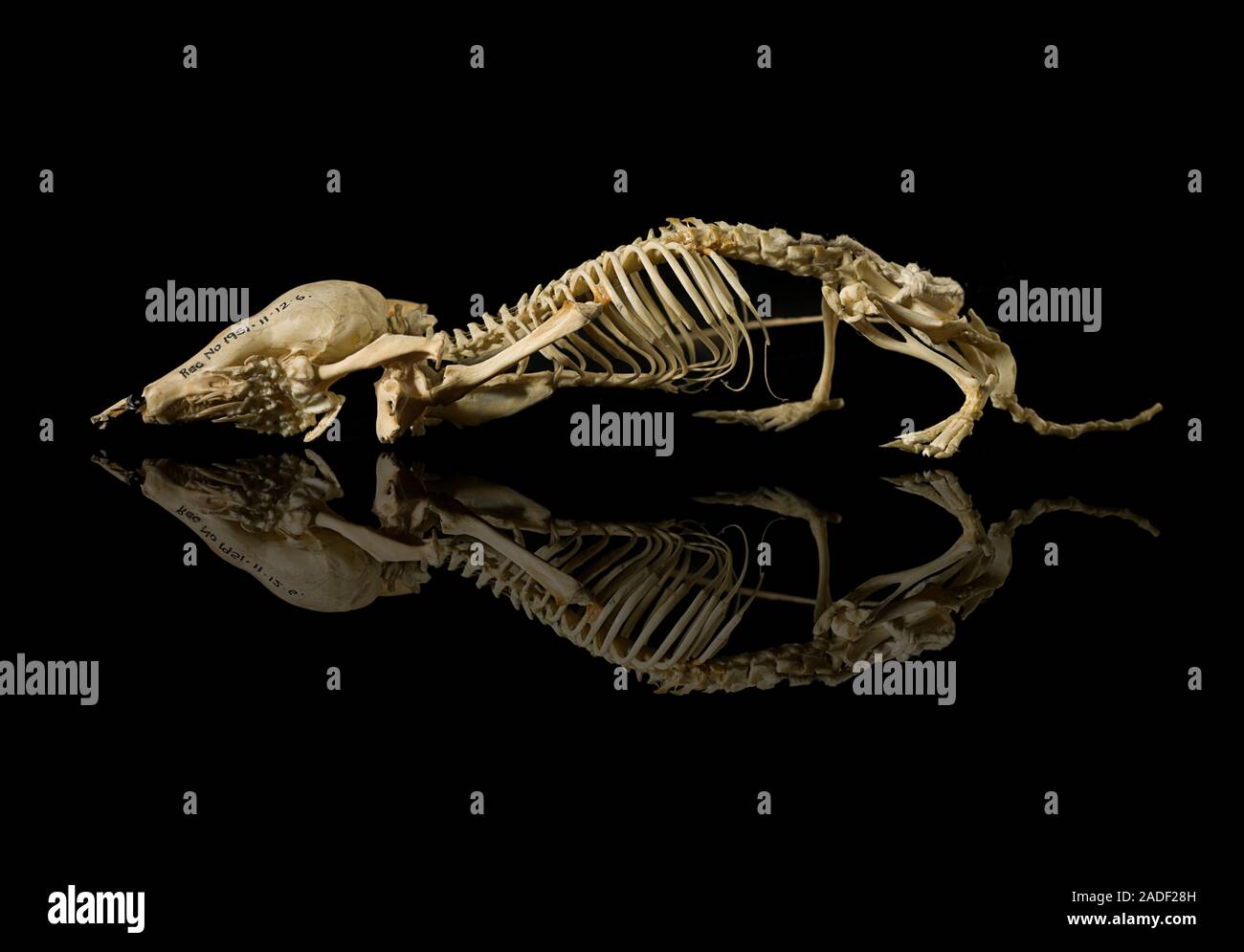 Articulated skeleton of a European mole (Talpa europaea). This mole ...
