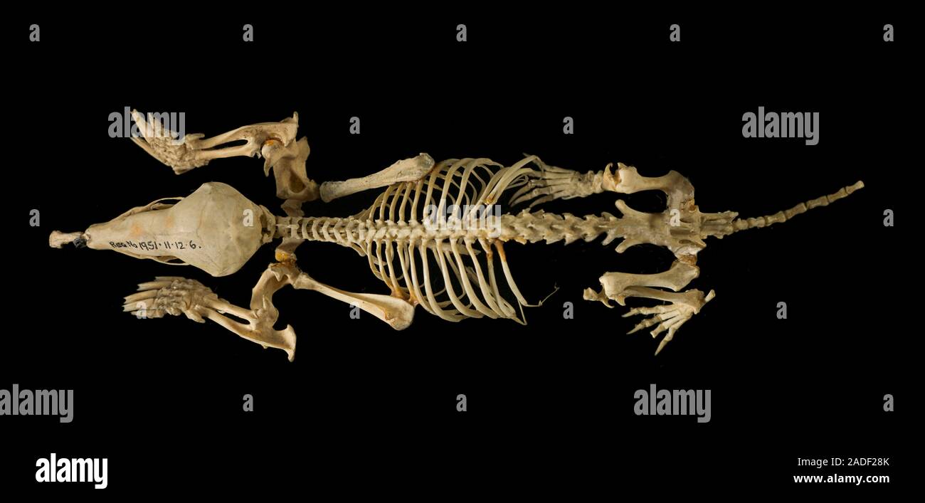 Articulated skeleton of a European mole (Talpa europaea). This mole ...