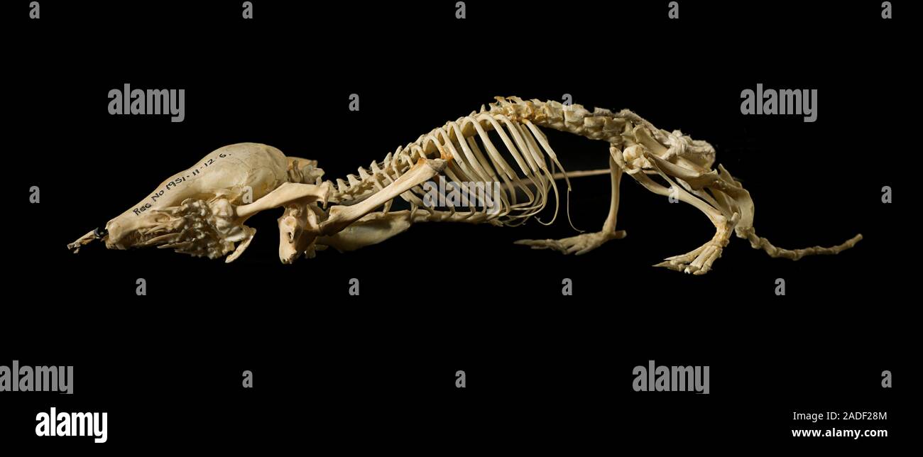 Articulated skeleton of a European mole (Talpa europaea). This mole ...