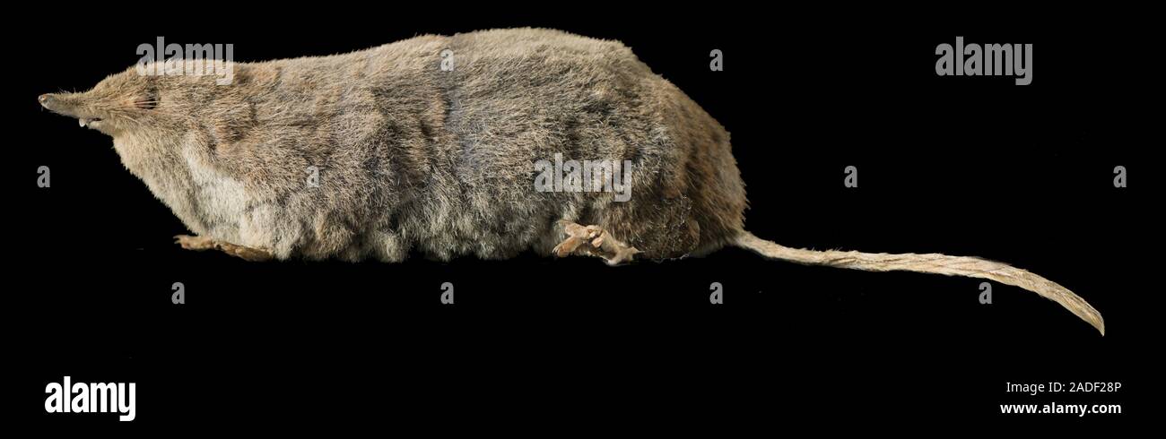 Eurasian water shrew (Neomys fodiens). Like many shrews, the water ...