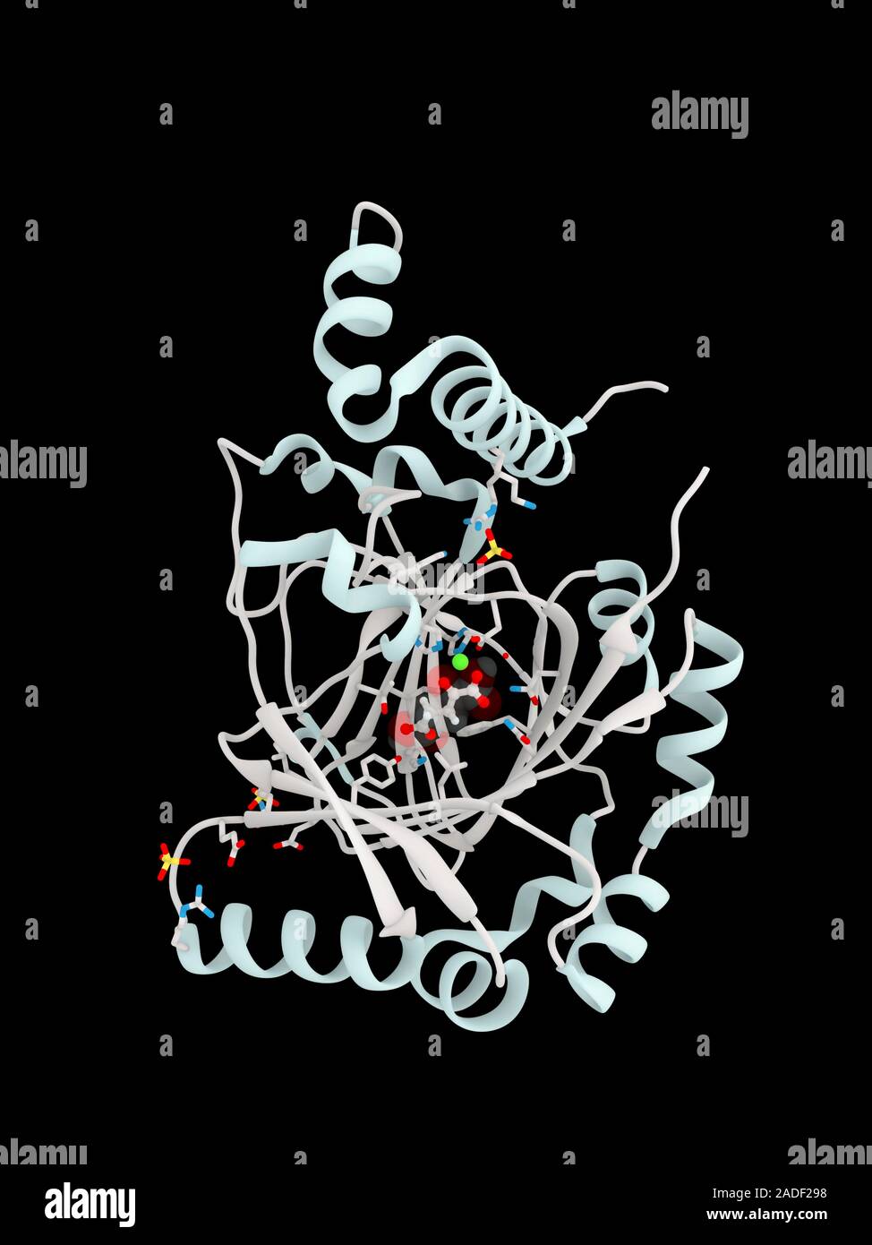 Hypoxia-inducible factor 1-alpha inhibitor (HIF1AN) protein structure ...