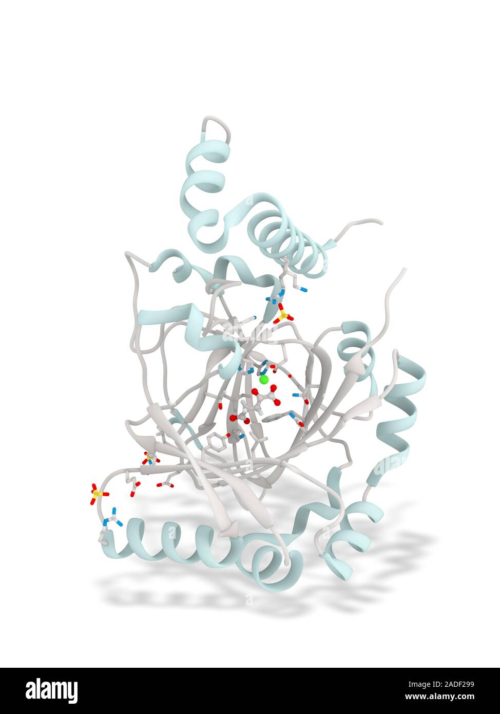 Hypoxia-inducible factor 1-alpha inhibitor (HIF1AN) protein structure ...