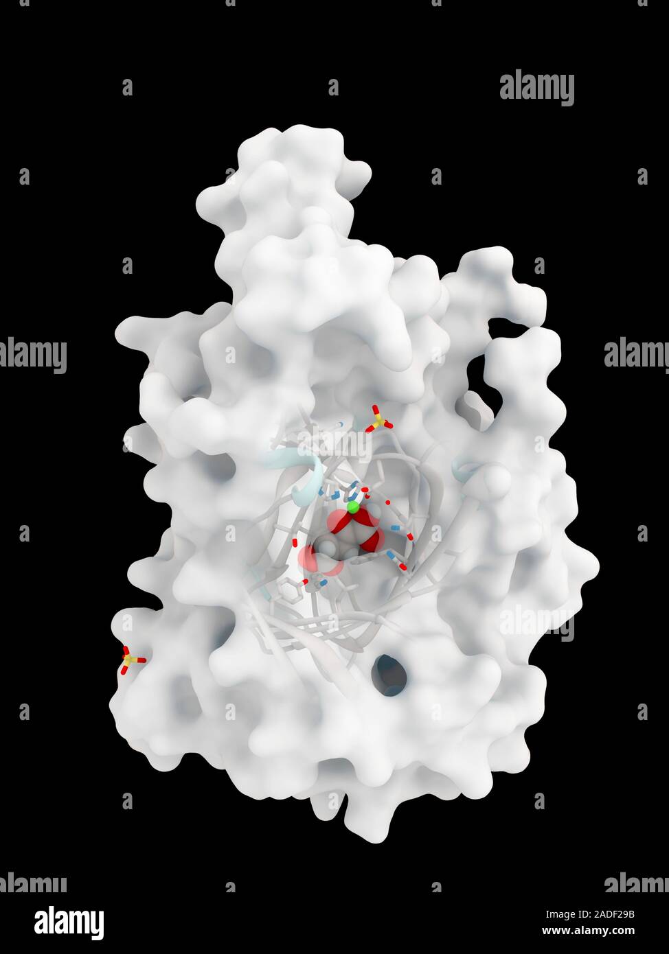 Hypoxia-inducible factor 1-alpha inhibitor (HIF1AN) protein structure ...
