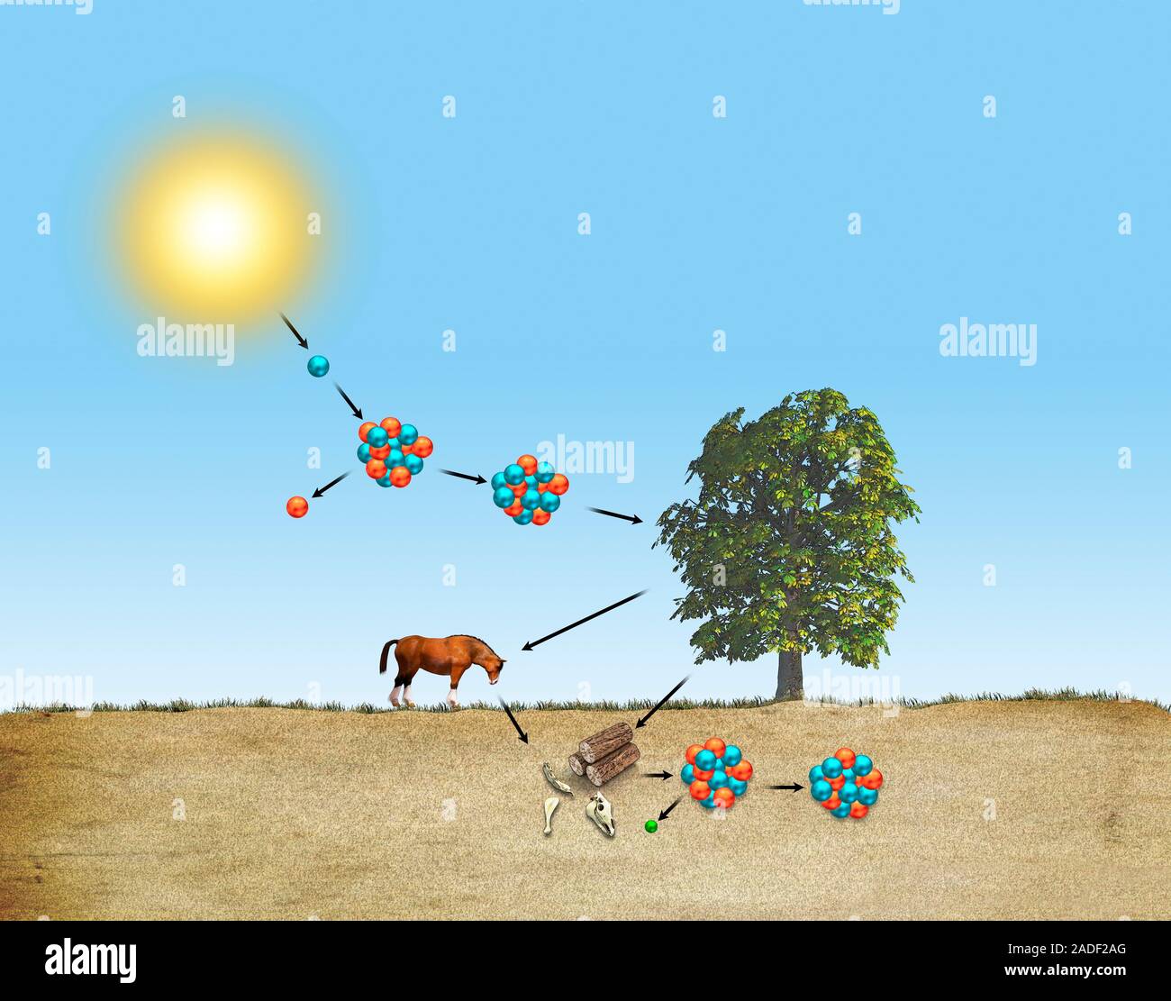 Carbon-14 dating, illustration. Carbon-14 is an unstable isotope of the ...