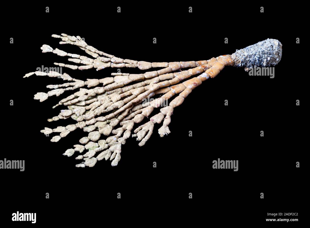 Halimeda incrassata green macroalga. The algal body (thallus) is ...