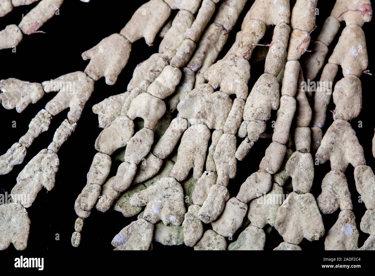 Halimeda incrassata green macroalga. The algal body (thallus) is ...