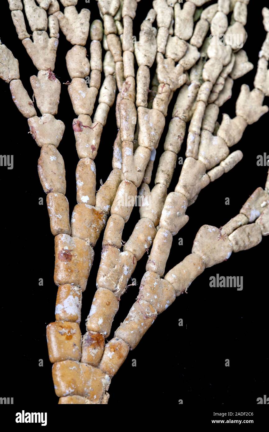 Halimeda incrassata green macroalga. The algal body (thallus) is ...