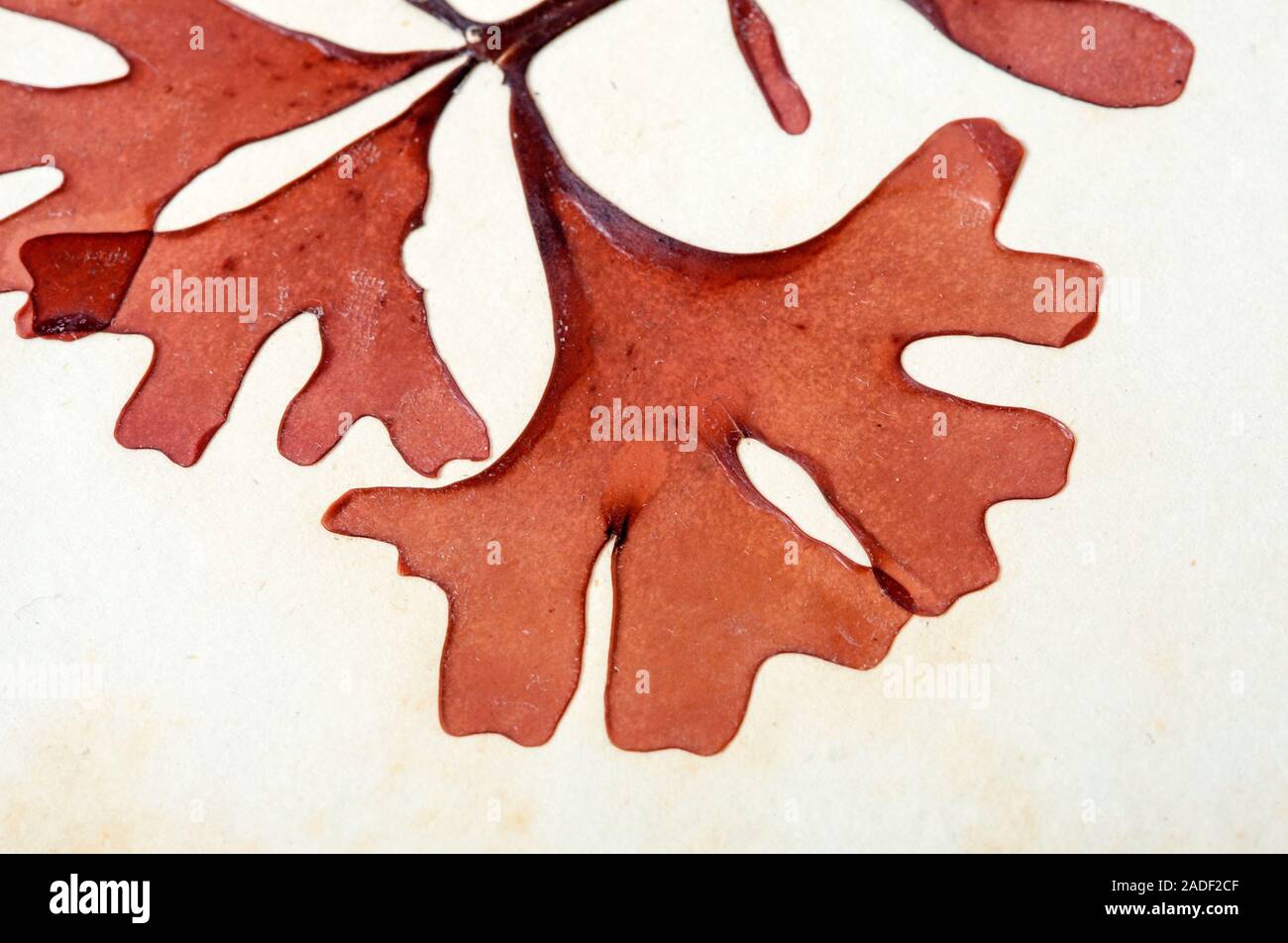Irish moss (Chondrus crispus) seaweed. A species of red algae that ...