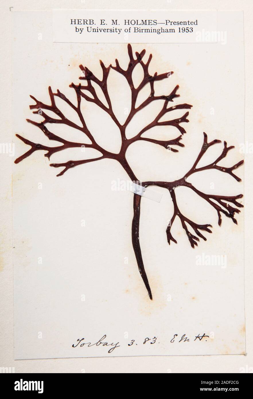 Irish moss (Chondrus crispus) seaweed. A species of red algae that ...