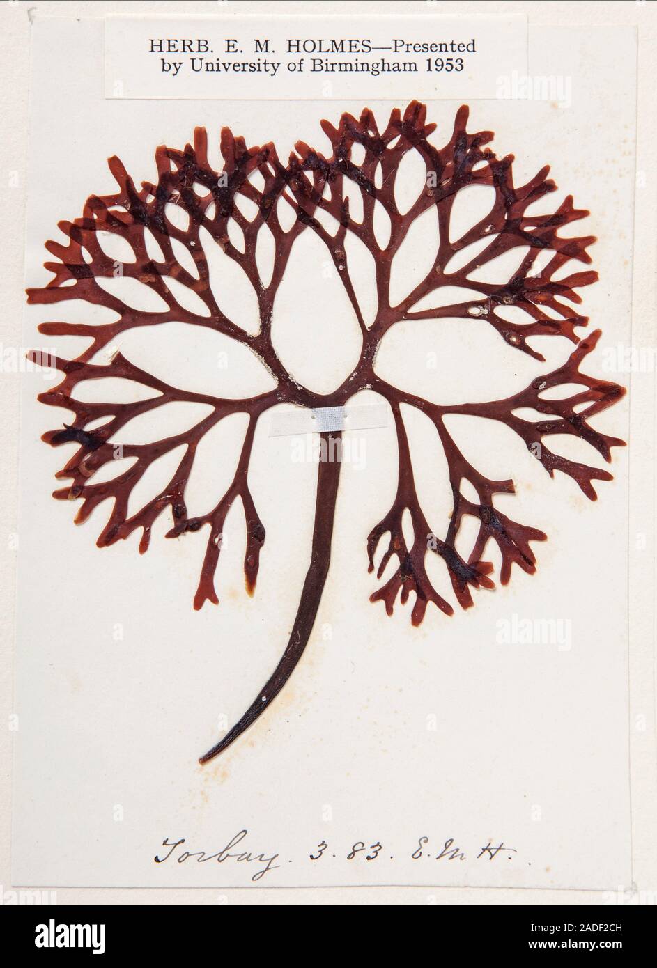 Irish moss (Chondrus crispus) seaweed. A species of red algae that ...