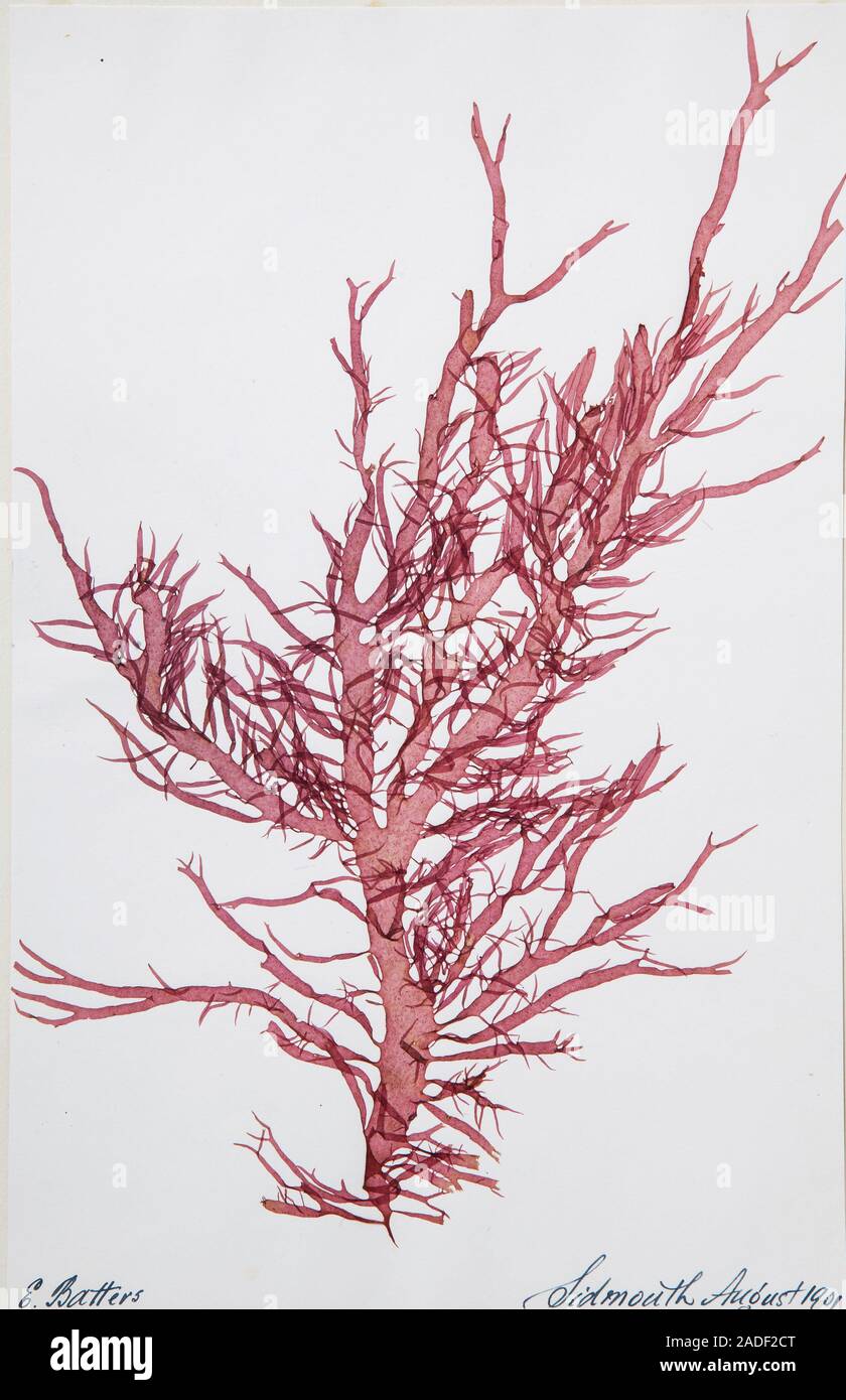 Halarachnion ligulatum red alga. Grows on rock, stones, shells and ...