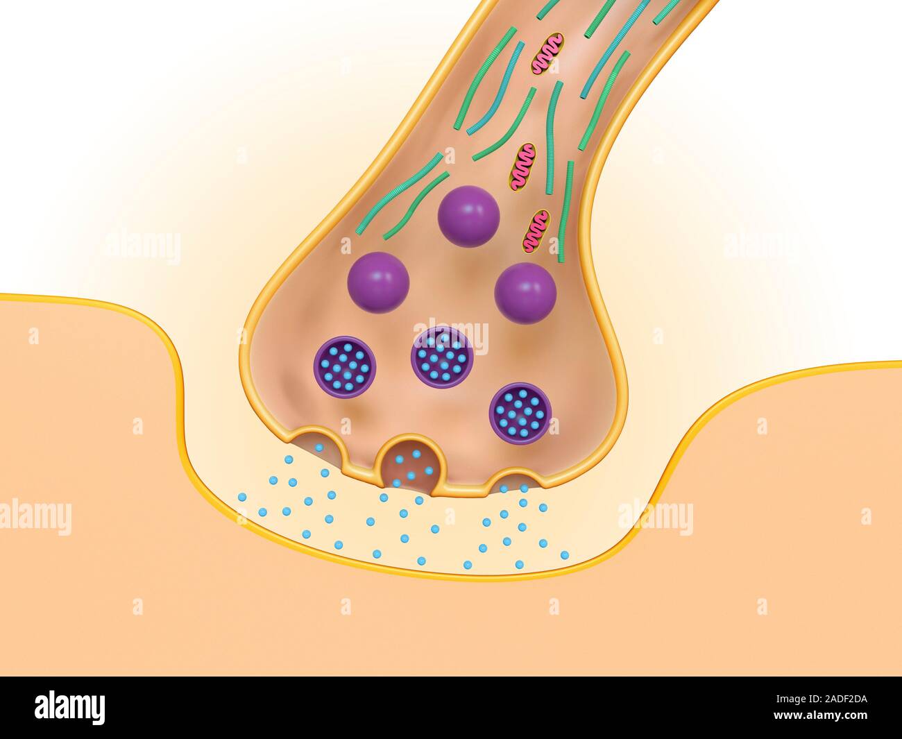 Synapse and neurotransmitter release, illustration. The junction ...