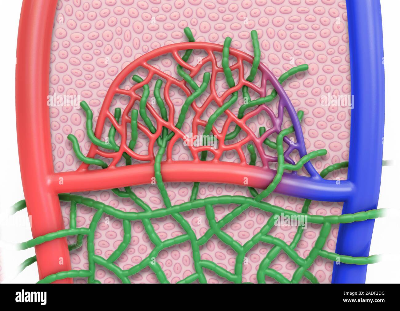 Lymphatic system. Illustration of lymph vessels (green) intertwined ... Lymphatic system. Illustration of lymph vessels (green) intertwined ...