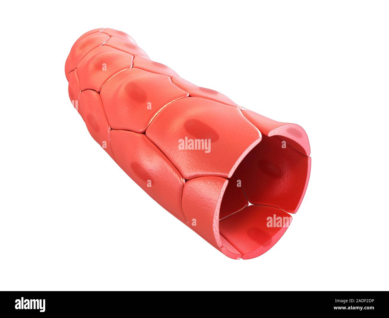 Capillary, illustration. Capillaries are encased in cells known as ...
