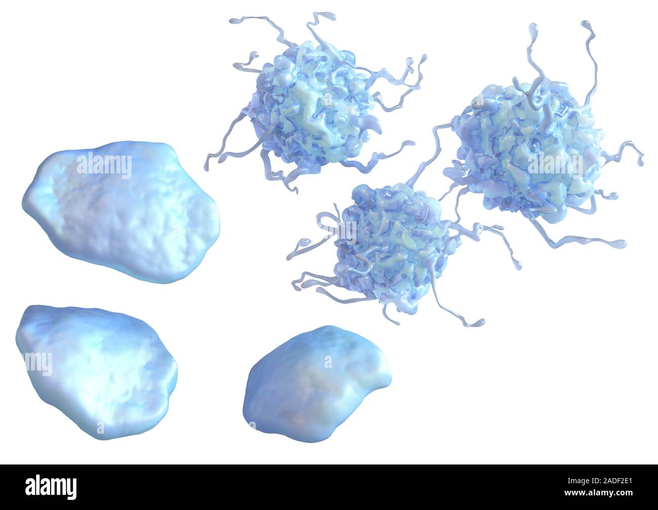 Activated and non-activated platelets. Illustration of platelets ...